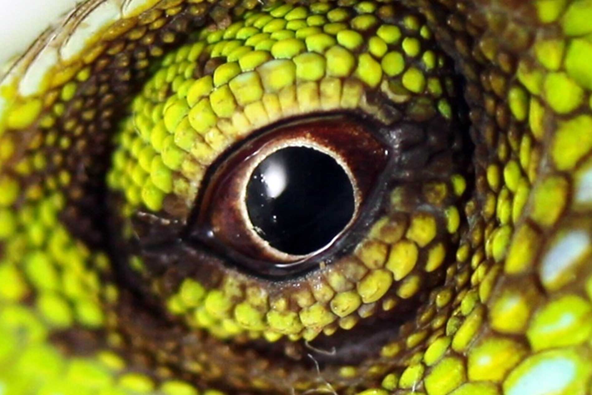 Center for Integrative Zoology - Club